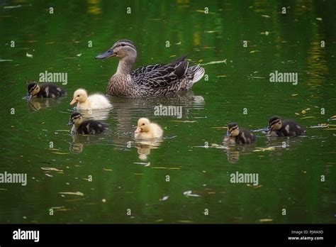 Mother Duck And Her Ducklings Stock Photo Alamy