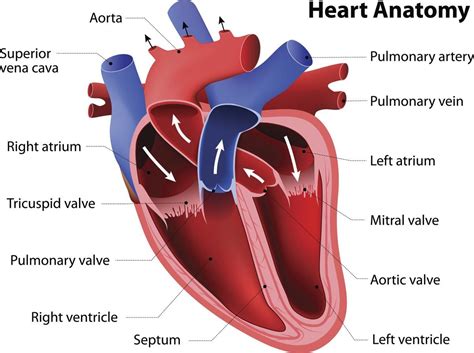 Structure Of The Human Heart Labeled