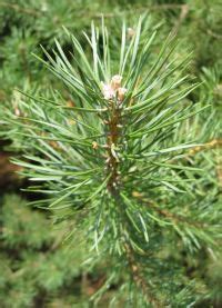 Blatt von Pinus sylvestris Wald Kiefer Wald Föhre Baum Pflanzen Zweige