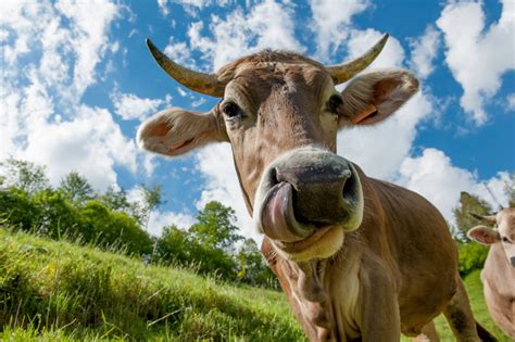 La viande bovine ses caractéristiques et ses découpes Cuisine Passion
