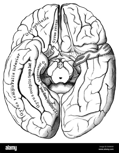 Detalles 79 Partes Del Cerebro Humano Dibujo Muy Caliente Camera Edu Vn