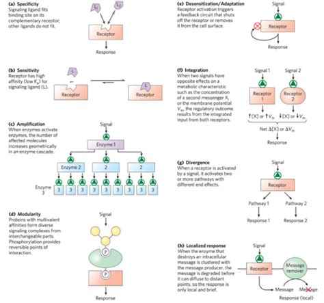Biochemistry Test Flashcards Quizlet