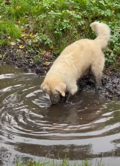 ゴールデンリトリバーの子犬たちは散歩の途中で見つけた水たまりに夢中全身すっかり泥まみれになって楽しそう海外動画 Cube ニュース