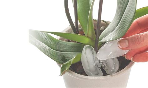 Comment entretenir une orchidée pour qu elle refleurisse