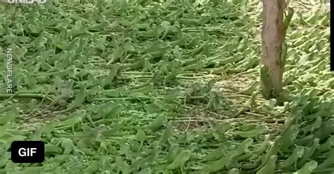 Massive Group Of Iguanas Doing Iguana Things Gag