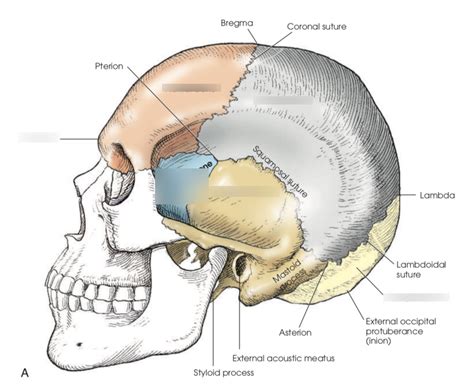 Ch Skull Facial Sinuses Diagram Quizlet
