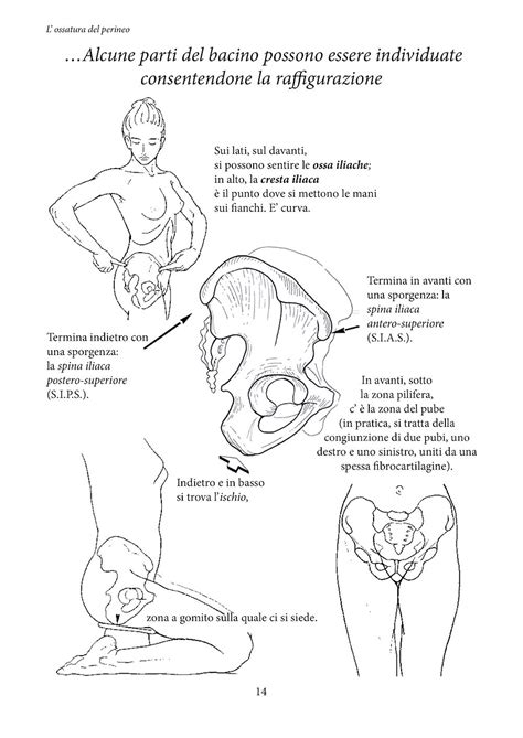 Collana Gesto Motorio Il Perineo Femminile E Il Parto
