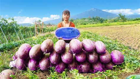 Harvesting Watermelon Goes To Market Sell Cooking Phuong Daily