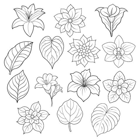 Colección de elementos de contorno de flores y hojas Vector Premium