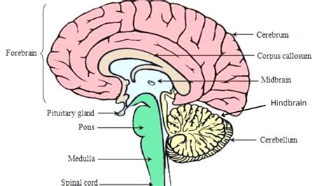 What Is Nervous System Definition Functions Types 53 OFF