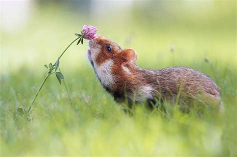 Seniorennet Grappig Of Schattig Geef Mij Maar Een Bloemetje
