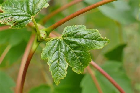 Free Images Landscape Tree Nature Fruit Leaf Flower Food Green