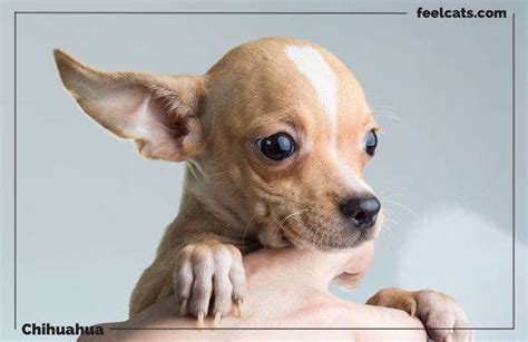 Introducir Images Cuanto Crece Un Chihuahua Cabeza De Manzana