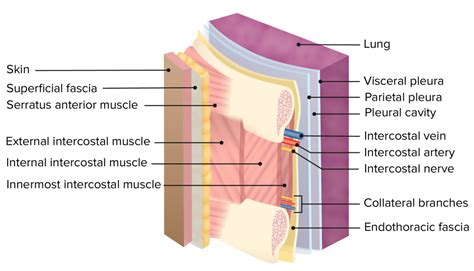 Cirugía del Tórax Concise Medical Knowledge