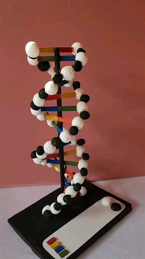 Pin Von Karlajovel Auf Pins Creados Por Ti Dna Modell Schulprojekte