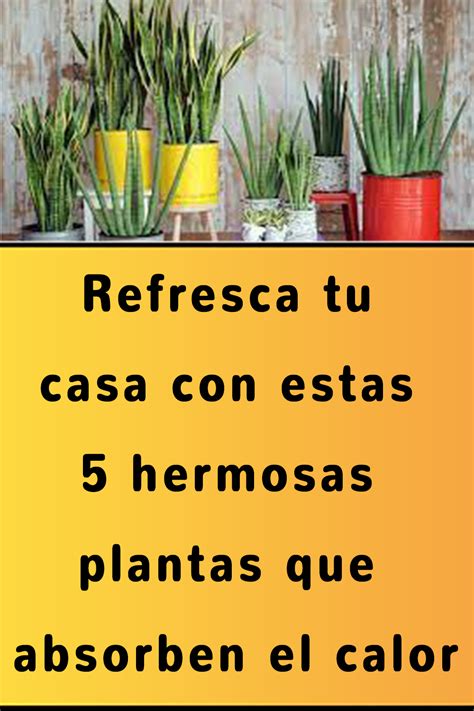 Refresca Tu Casa Con Estas 5 Hermosas Plantas Que Absorben El Calor Diy