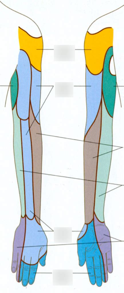Upper Limb Cutaneous Nerves Diagram Quizlet