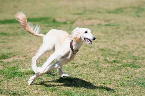 Les 10 Races De Chien Les Plus Rapides Du Monde