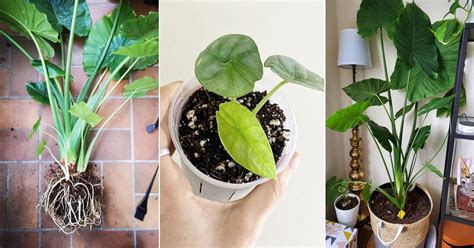 How To Propagate An Elephant Ear Plant 4 Best Ways