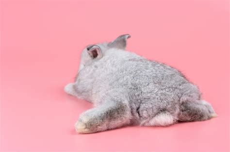 Conejo adorable gris del bebé en fondo rosado conejo lindo del bebé