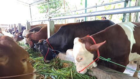 Harga Dari 12 Juta 19 November 2022 50 Ekor Sapi Komplit Ekonomis