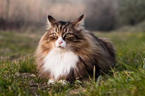 De dónde son las razas de gato más populares del mundo