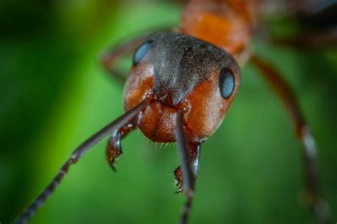Do Ants Have Eyes How And What Do They See