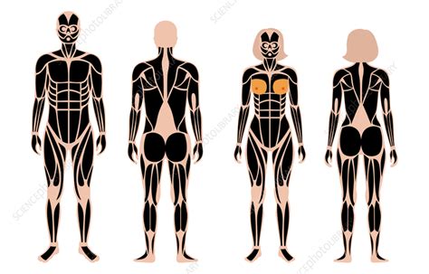 Human Muscular System Illustration Stock Image F036 4827 Science