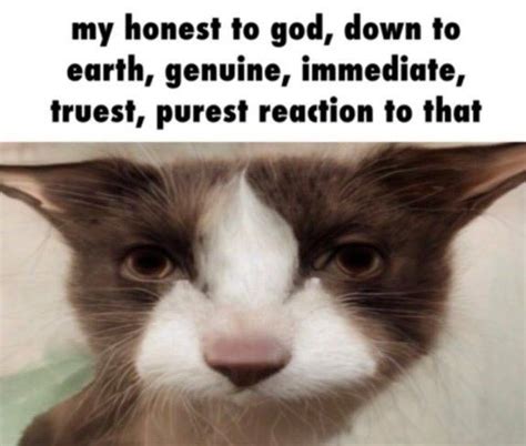 Silly Cats Cute Cats Funny Images Funny Pictures Im Losing My Mind