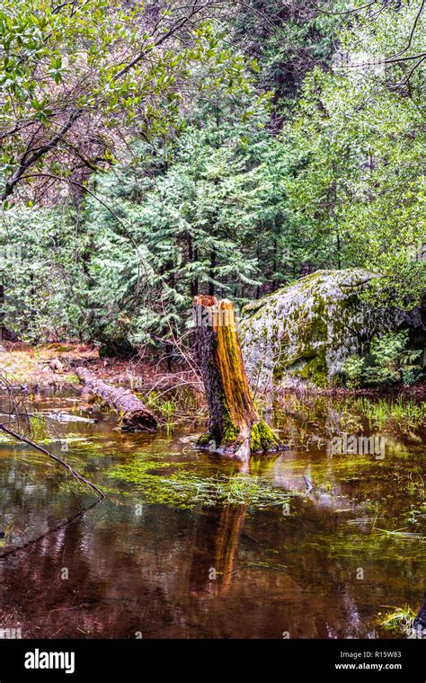 Reflejo de tronco de árbol en agua fotografías e imágenes de alta