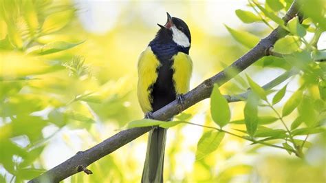 Peaceful Relaxing Instrumental Music Meditation Calm Music Spring