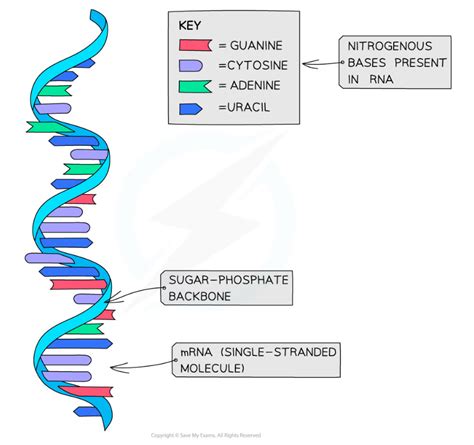 Edexcel A SNAB A Level Biology 复习笔记2 2 3 RNA Structure 翰林国际教育