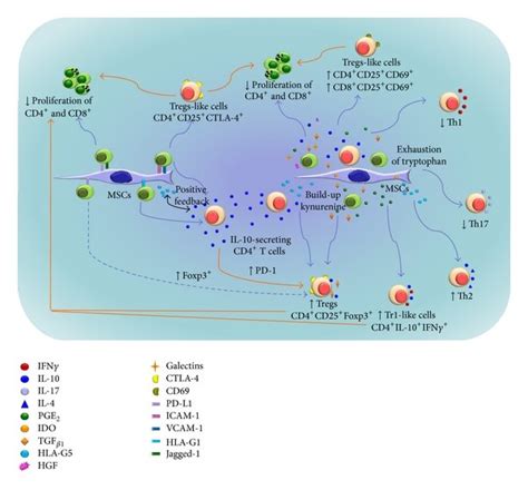 Immunoregulatory Effects Of MSCs On Immune Cells Proinflammatory