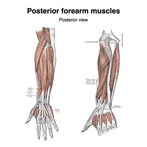 Muscles Of The Anterior Forearm Superficial View Learn 56 OFF
