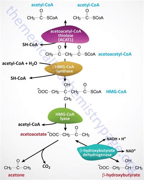 Glycogenesis Cycle Steps Significance Vs Gluconeogenesis Artofit