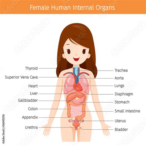 Female Human Anatomy Internal Organs Diagram Physiology Structure