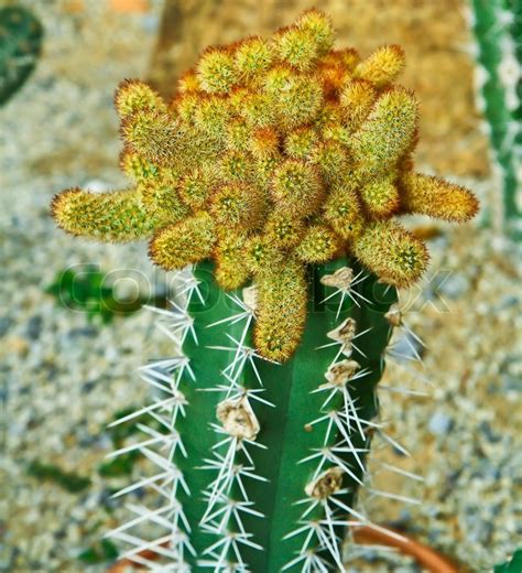 The Cactus Stock Photo Colourbox