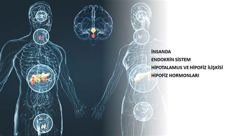 0054 HİPOFİZ VE HİPOTALAMUS İLİŞKİSİ HİPOFİZ HORMONLARI YouTube