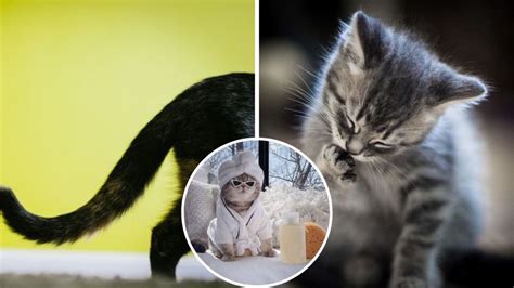 Qué significa cuando un gato mueve la cola y por qué te interesa