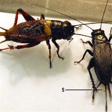 4 A Pair Of Gryllus Bimaculatus Shortly After Spermatophore Transfer