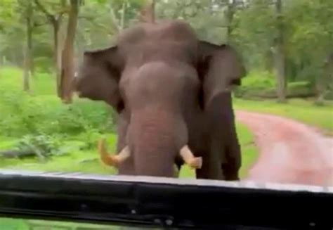 VIDEO Nimalo Zabavno Snimljen Trenutak Kad Je Slon Provalio U Auto U