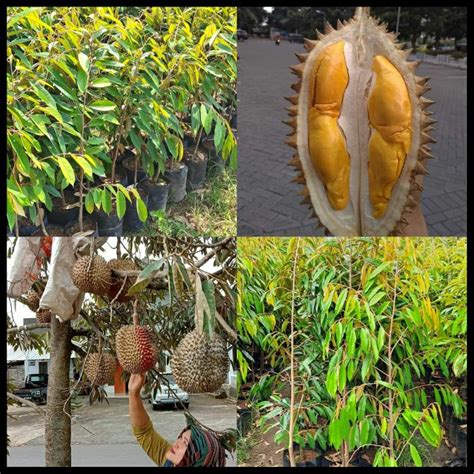 Jual Bibit Durian Simas Tinggi 1 Meter Batang Besar Siap Berbuah