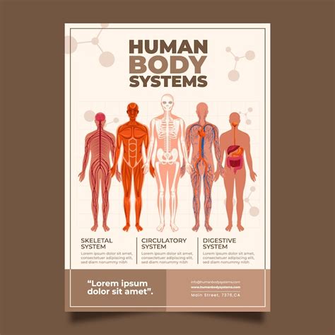 Mod Le De Poster Plat Sur Les Syst Mes D Organes Du Corps Humain Avec
