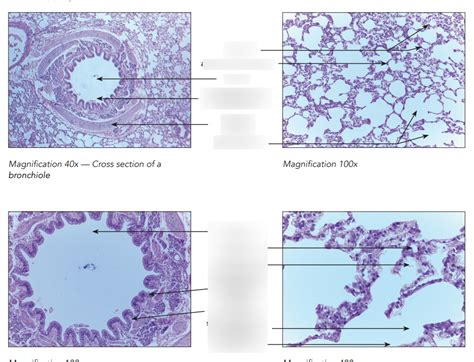 Lung Histology Diagram Quizlet