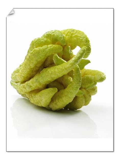 Prints Of Fingered Citron Citrus Medica Var Sarcodactylis Popularly