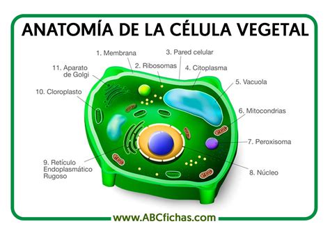 La Célula Vegetal Estructura Partes y Funciones de la Célula Vegetal