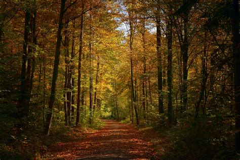 Hintergrundbilder B Ume Wald Fallen Natur Pflanzen Drau En