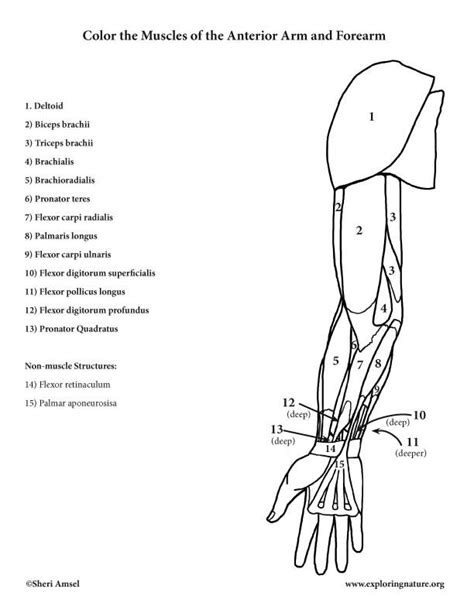 Muscles Of The Arm And Forearm Anterior Coloring Page Anatomy