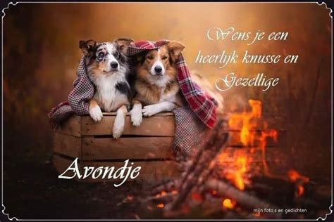 Pin Van Martha Rensink Op Avond Plaatjes Honden Foto Gedichten
