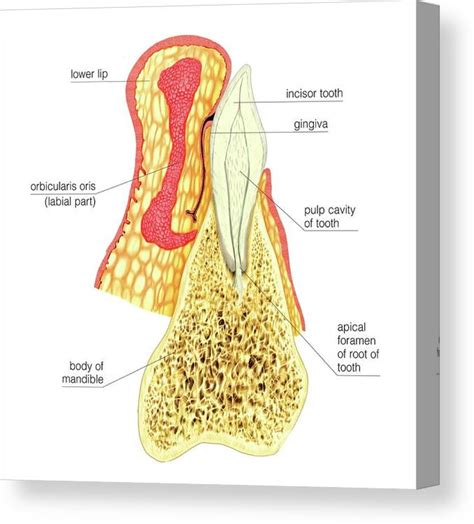 Structure Of Incisor Tooth 1 Canvas Print Canvas Art By Asklepios